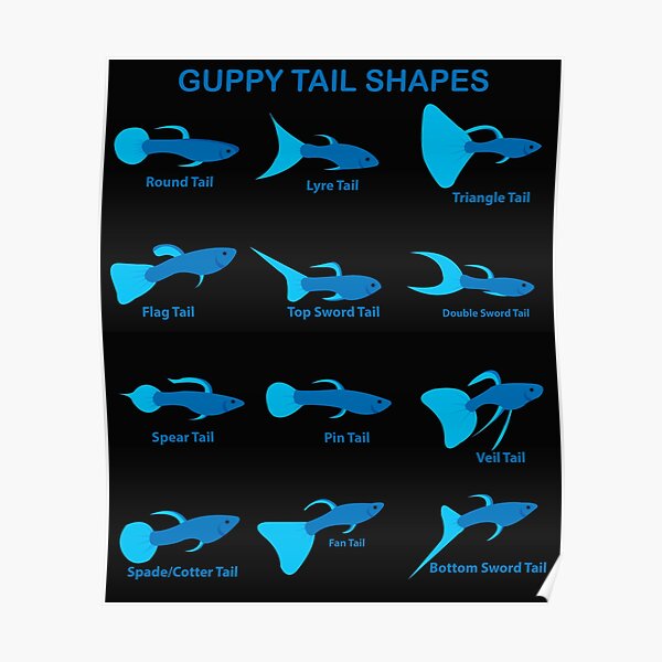 "Guppy Guppies Guppys Tail Shapes Breeds Aquarium Fish" Poster by ...