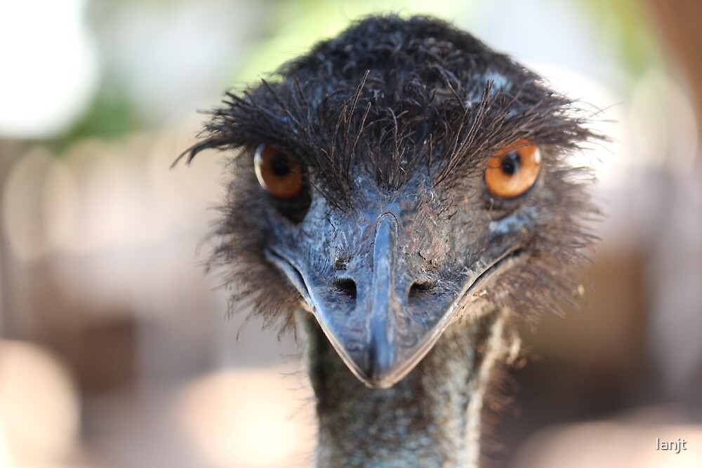 "Emu Eyes" by Ianjt | Redbubble