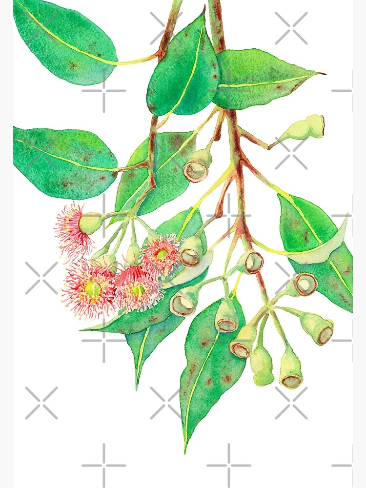 "Red flowering gum watercolour" Poster for Sale by zoyamakarova | Redbubble