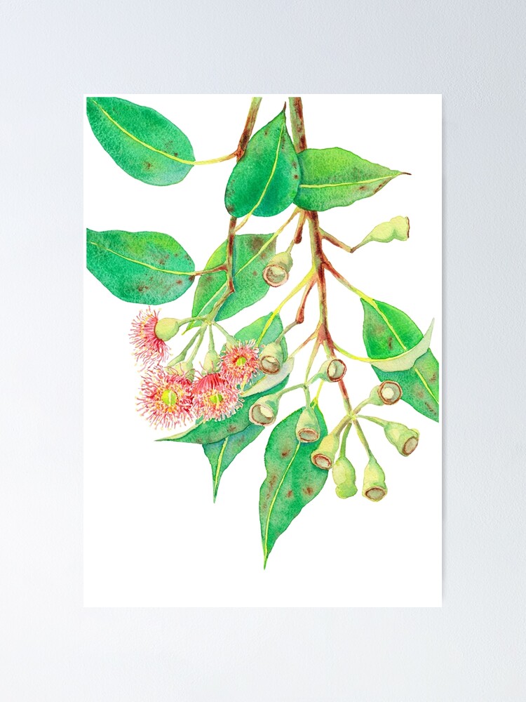 "Red flowering gum watercolour" Poster for Sale by zoyamakarova | Redbubble