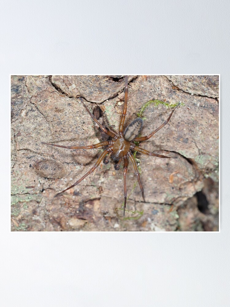 "Callobius pictus or similar hacklemesh weaver spider" Poster for Sale ...