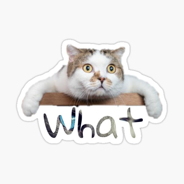 "surprised cat" Sticker by shop-course | Redbubble