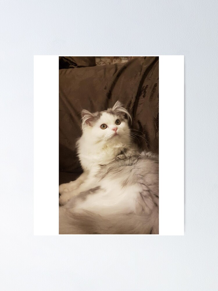 "cute kitty cat" Poster by AzArw | Redbubble