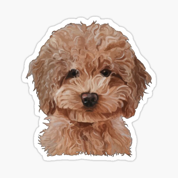 "Cavapoo Dog Cute Puppy" Sticker for Sale by art-experiment | Redbubble