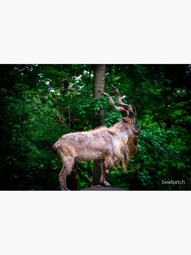 "Photo of a Markhor " Sticker for Sale by beebatch | Redbubble