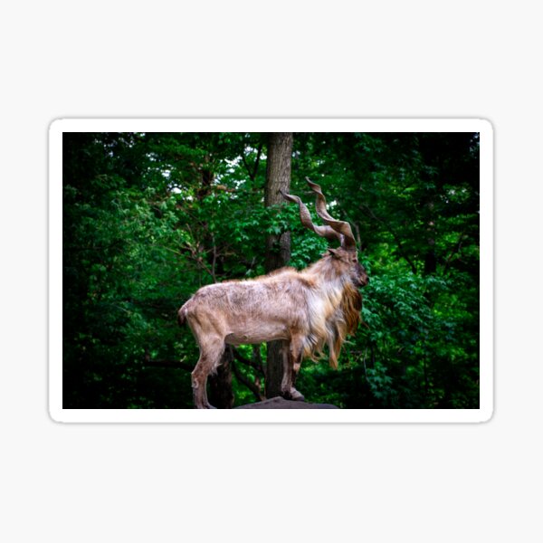 "Photo of a Markhor " Sticker for Sale by beebatch | Redbubble