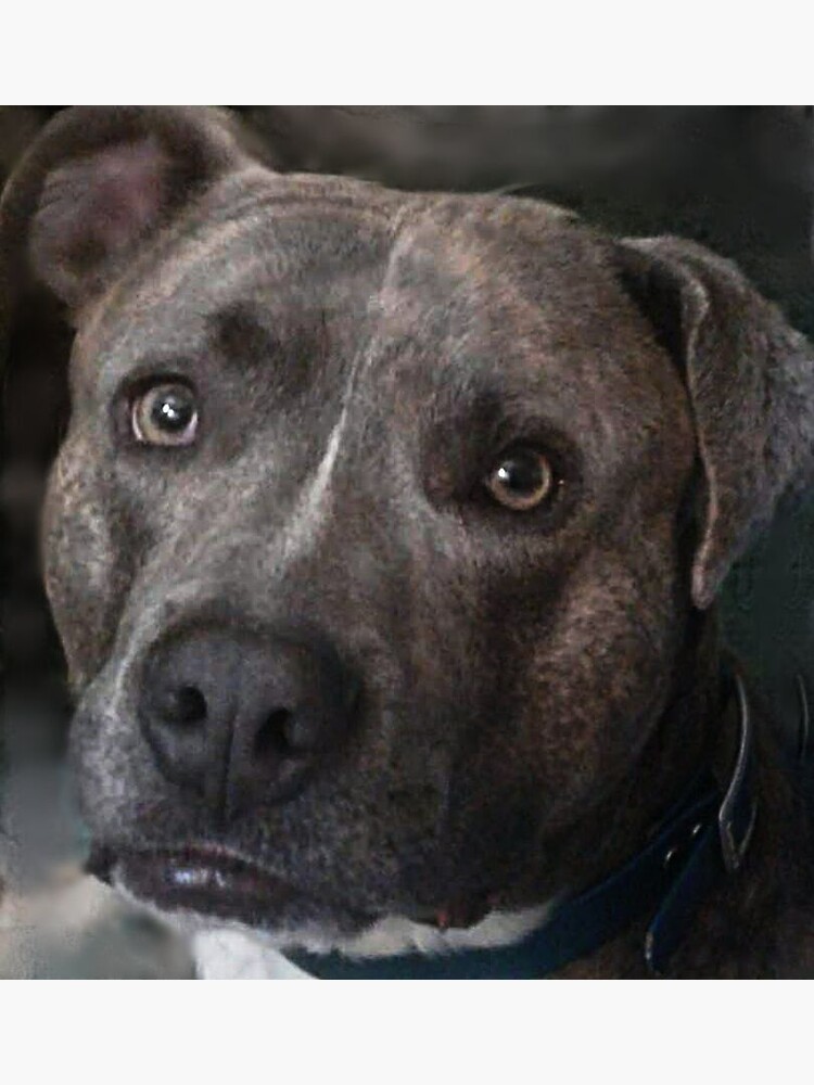 "My Pittie" Sticker by Awkitten67 | Redbubble