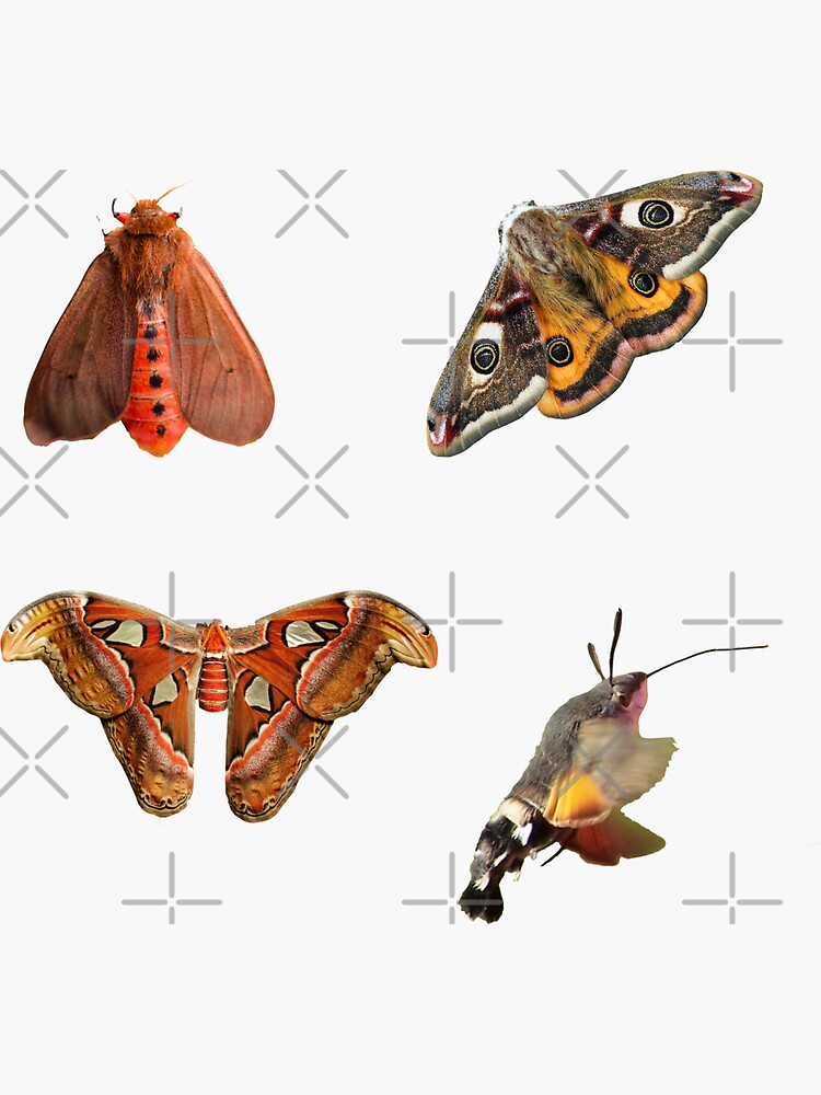 "National Moth Week" Sticker for Sale by Winter--Flowers | Redbubble