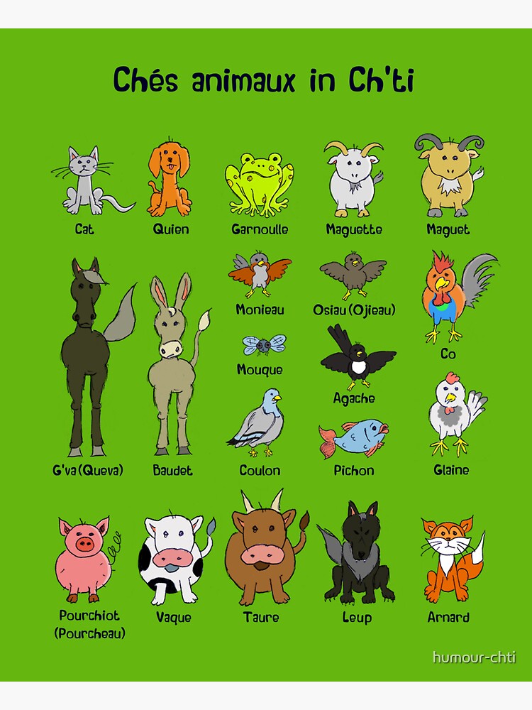 Sticker « Chés animaux en Ch'ti », par humour-chti | Redbubble
