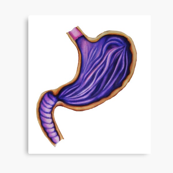 Human Stomach Canvas Prints | Redbubble
