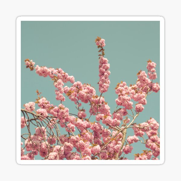 "Pink Crush" Sticker for Sale by DebraCox | Redbubble