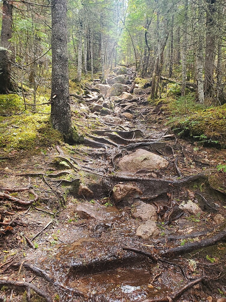 " Technical trail" Poster by aonyxarts | Redbubble