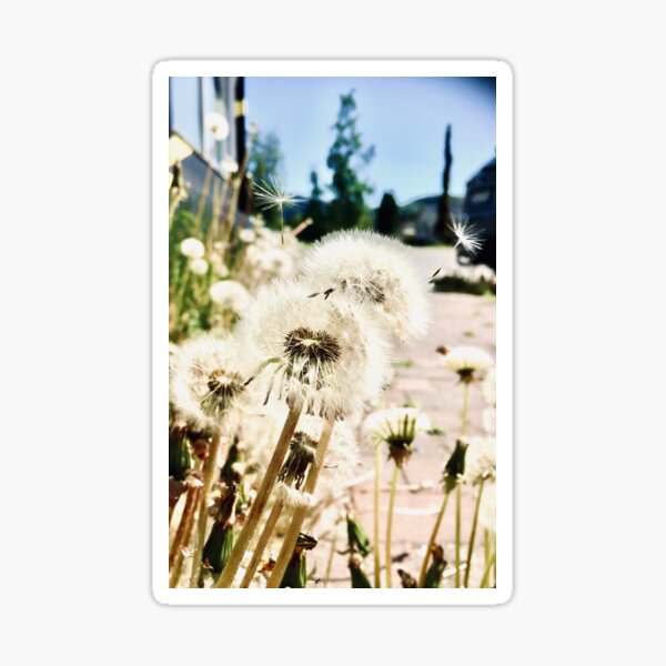 "Dandelion" Sticker for Sale by ArtickCircle | Redbubble