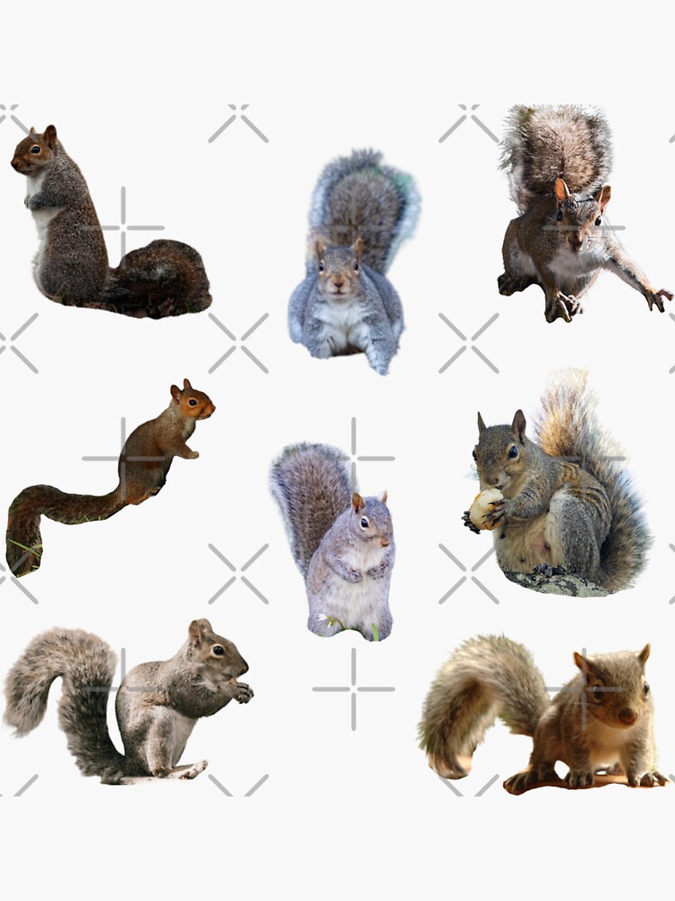 "Squirrels Sticker Pack" Sticker for Sale by cleibox | Redbubble