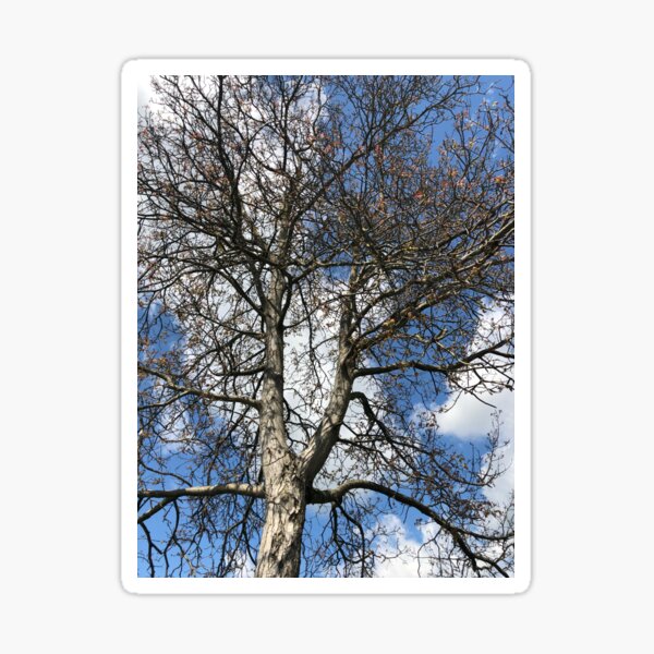 "Walnut Tree" Sticker by TheWendieHouse | Redbubble