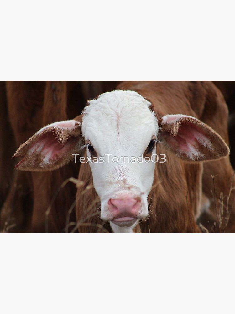 "Calf" Sticker by TexasTornado03 | Redbubble