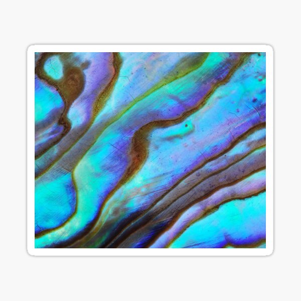 "Paua Abalone Shell" Sticker for Sale by Laurasdesign83 | Redbubble