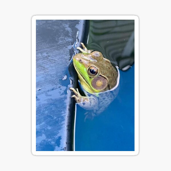 "Senor Rana - Mr. Frog" Sticker for Sale by JHerrera8675 | Redbubble