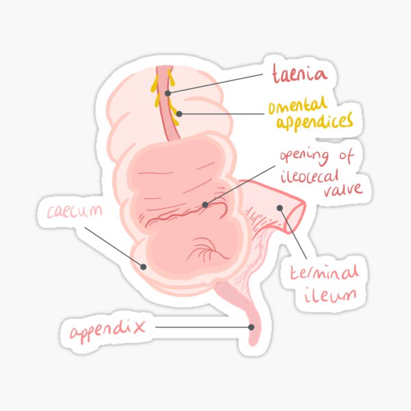 "Caecum anatomy " Sticker for Sale by thesmileymedic | Redbubble