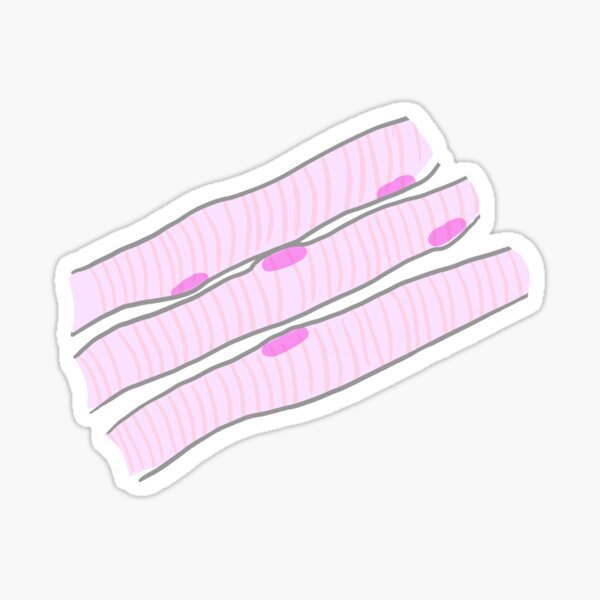 "Skeletal muscle" Sticker for Sale by thesmileymedic | Redbubble