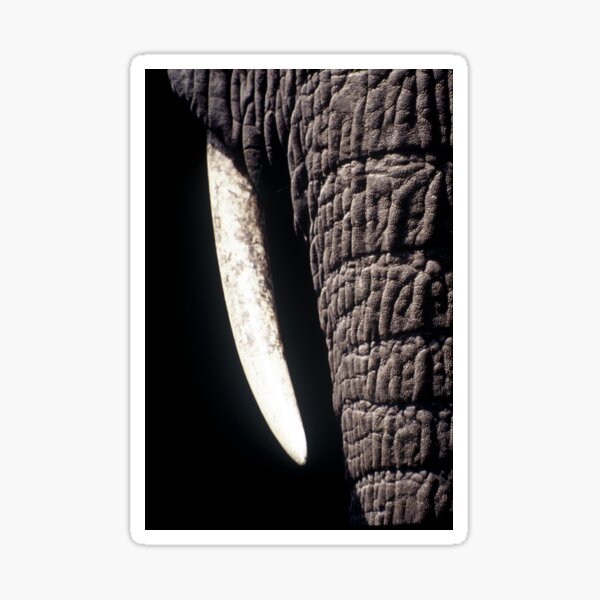 "Elephant Tusk" Sticker for Sale by davidwallphoto | Redbubble