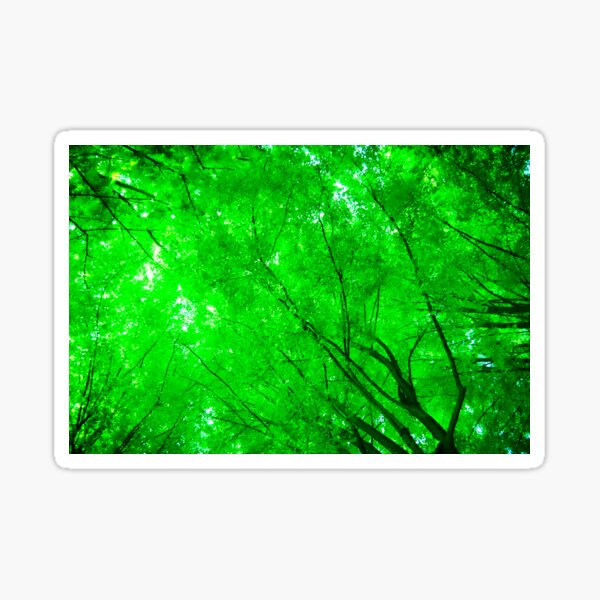 "Tree canopy in green" Sticker for Sale by Moosesandpals | Redbubble