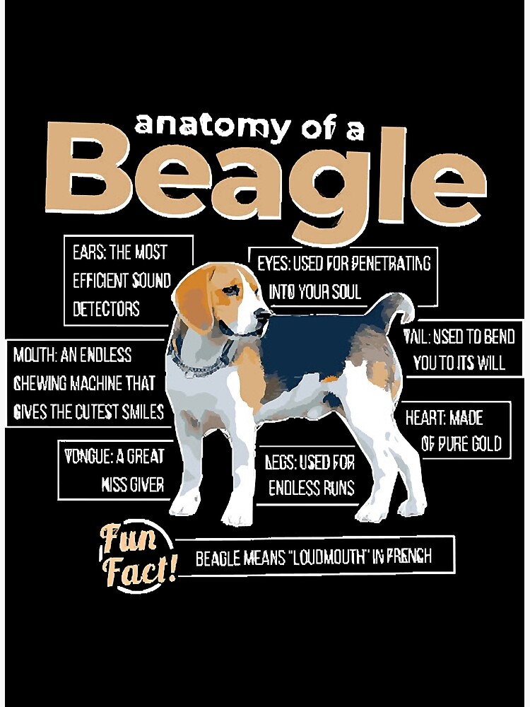 "Anatomy of a Beagle " Poster for Sale by Knotek2000 | Redbubble