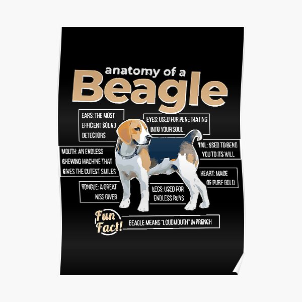"Anatomy of a Beagle " Poster for Sale by Knotek2000 | Redbubble