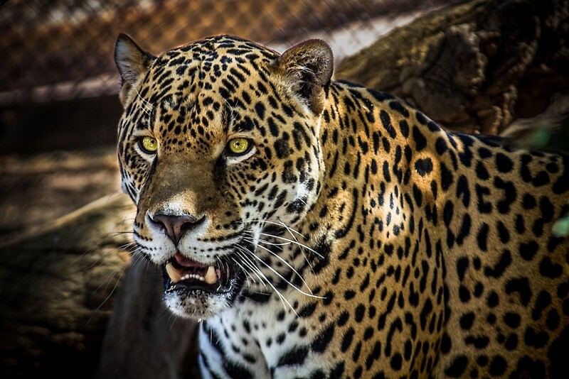 "Mr. Leopard" by Randy Turnbow | Redbubble