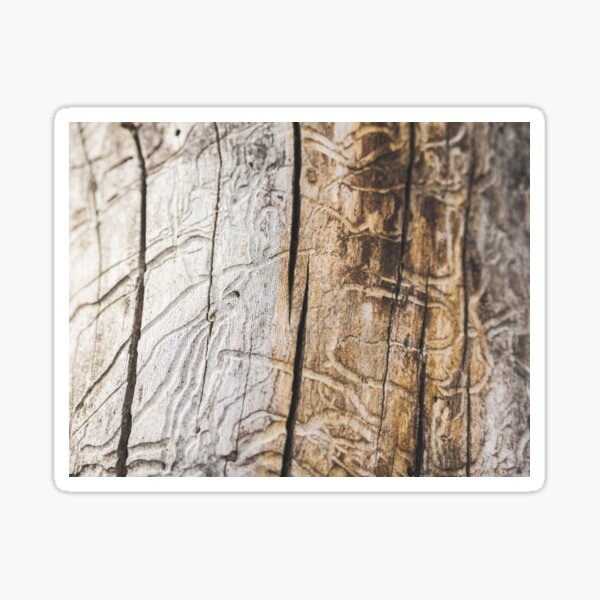 "Wood Texture" Sticker by ep-pandality | Redbubble
