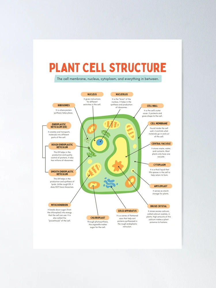 Diagram Of A Typical Plant Cell Structure Poster Zazzle
