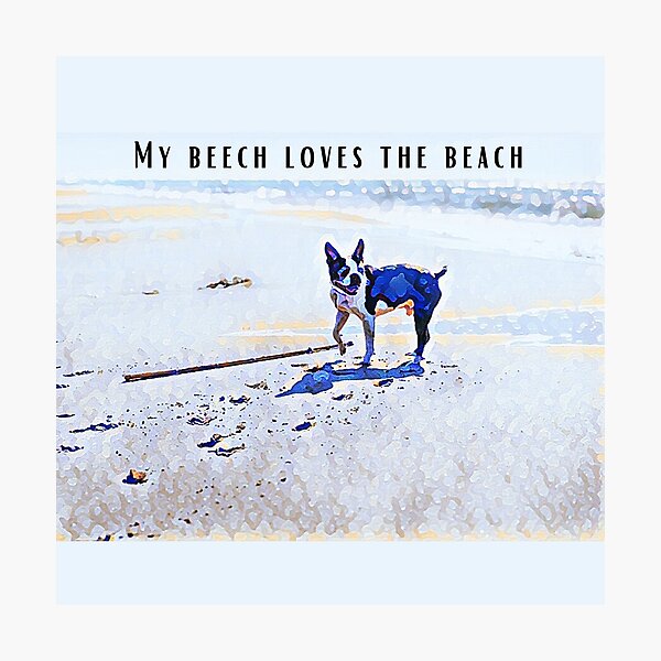"My Beech Loves the Beach Boston Terrier Funny Abstract Dog Meme ...