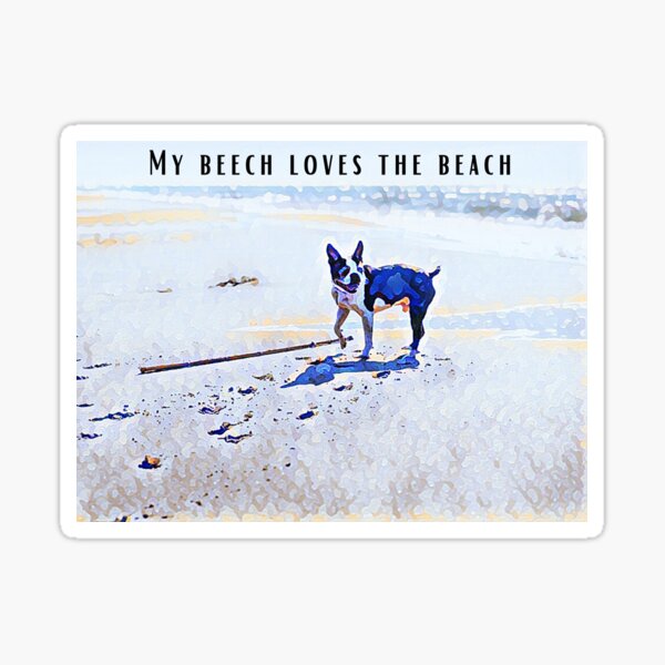 "My Beech Loves the Beach Boston Terrier Funny Abstract Dog Meme ...