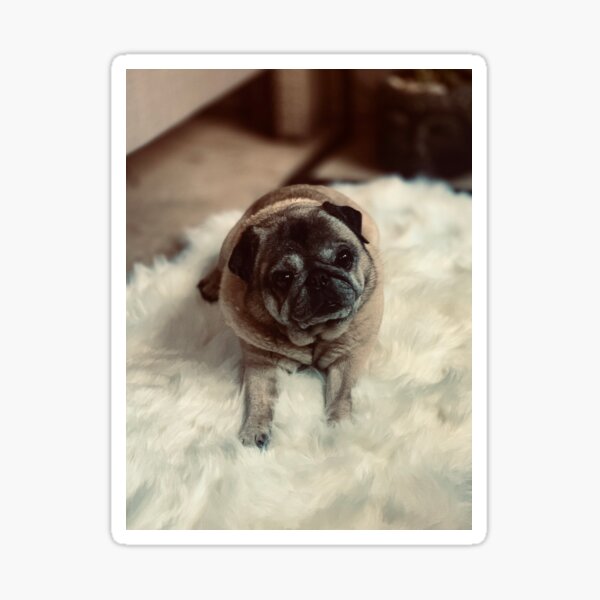 "Mojo the Pug - That Face!" Sticker for Sale by nett1212 | Redbubble