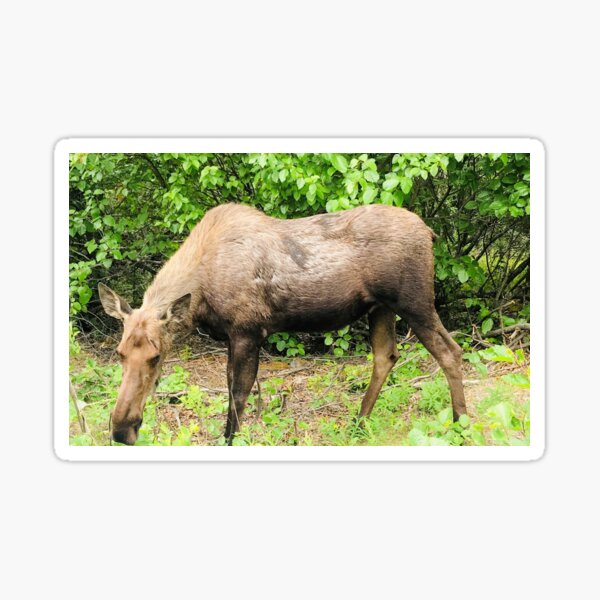 "Moose in Alaska" Sticker for Sale by Snwbunny | Redbubble