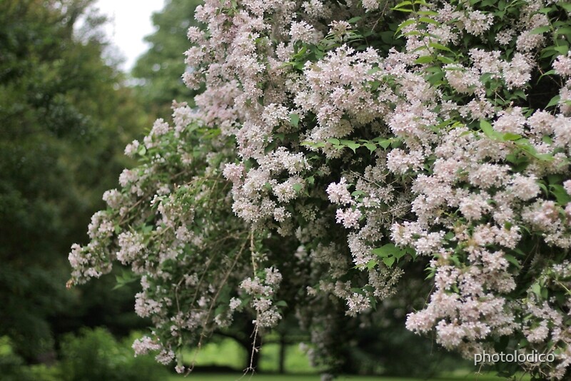 "Bushy Flowering Bush Tree Thing" by photolodico | Redbubble