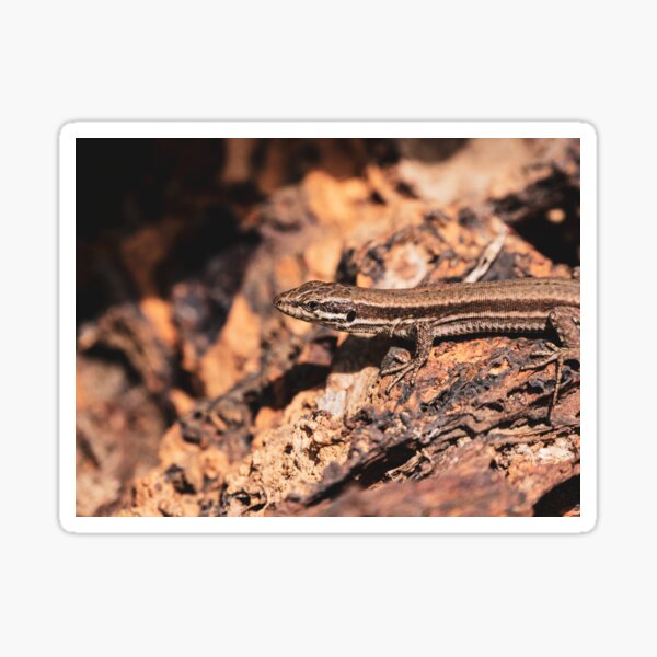 "Lizard" Sticker for Sale by aimeseeaime | Redbubble