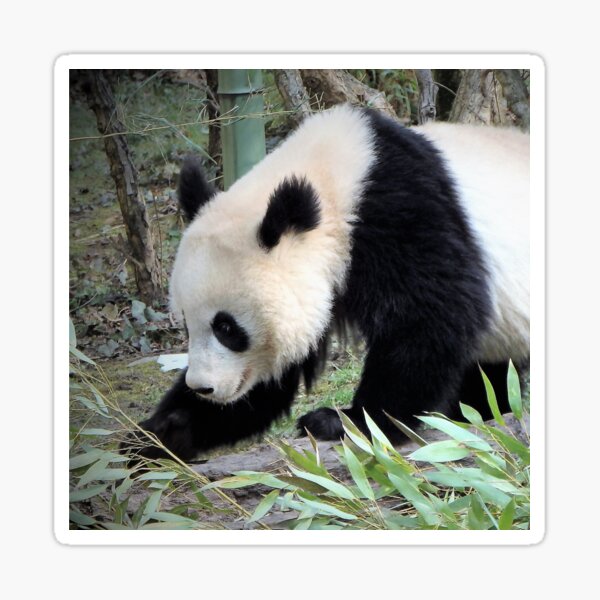 "VIENNESE GIANT PANDA" Sticker for Sale by RachelMacht | Redbubble