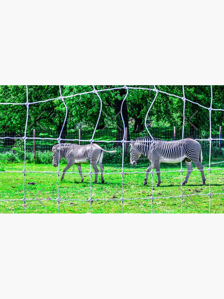 "Zebra connection" Sticker for Sale by SzendeB | Redbubble