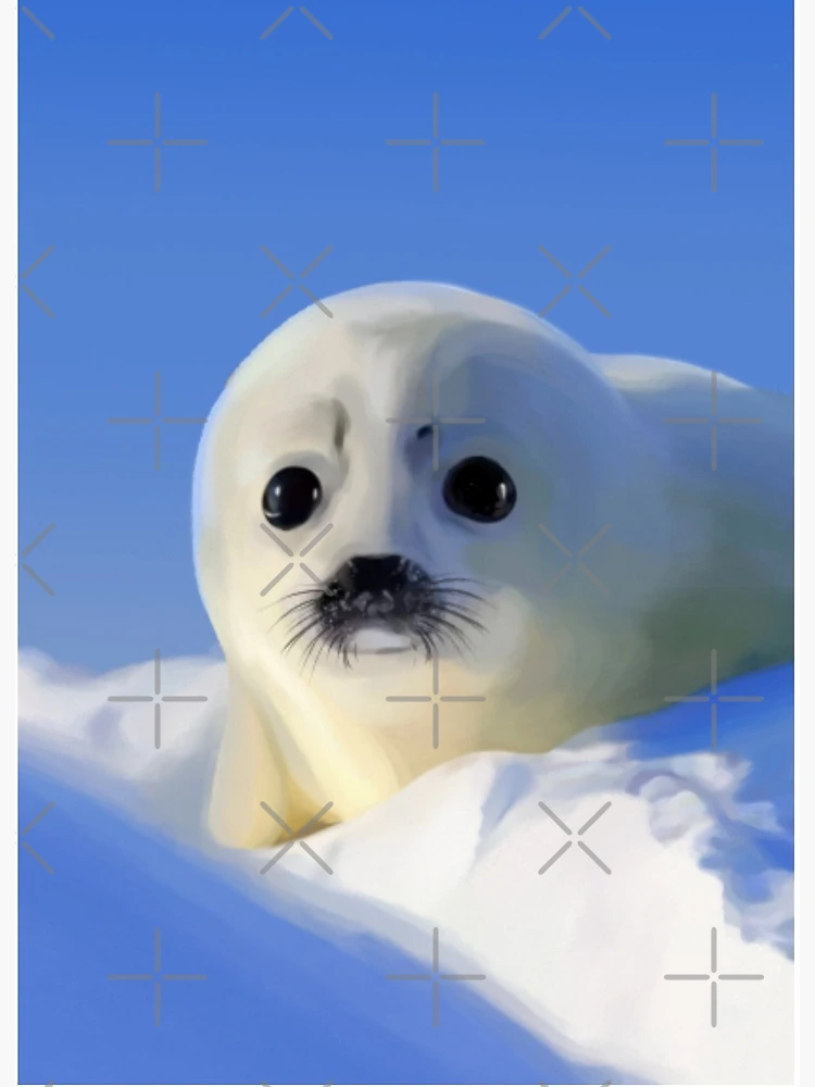 Linda Foca De Nieve Marine Ecoregions Of North America
