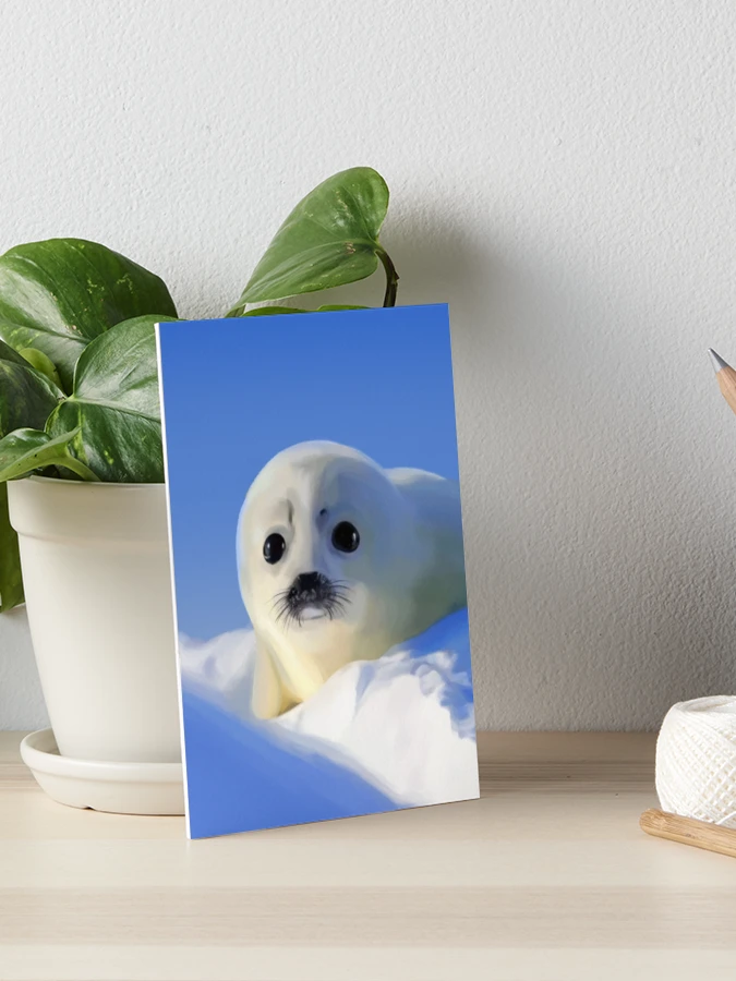 Linda Foca De Nieve Marine Ecoregions Of North America