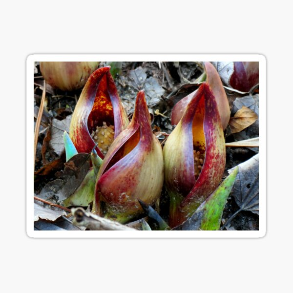 "Skunk Cabbage - Spathe With Spadix " Sticker for Sale by jgevans ...