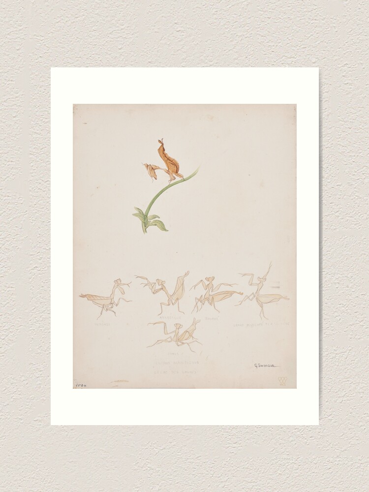 "Mantis in Ballet Poses" Art Print for Sale by WCS-Archives | Redbubble