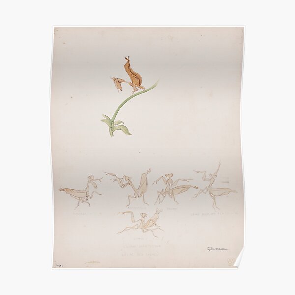 "Mantis in Ballet Poses" Poster by WCS-Archives | Redbubble