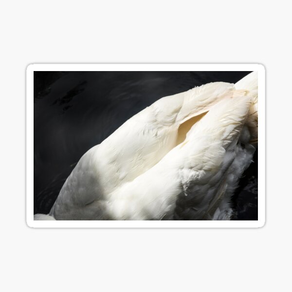 "swan" Sticker for Sale by Brian12345672 | Redbubble