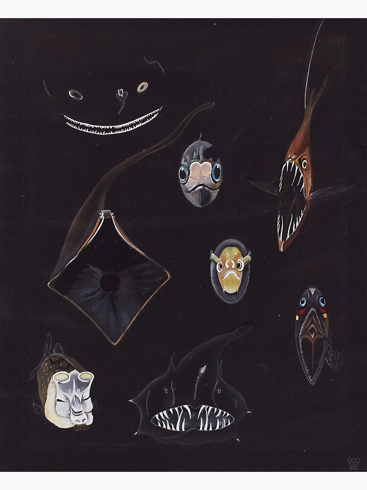 "Deep Sea Fish, Some Seen from the Bathysphere" Poster for Sale by WCS ...