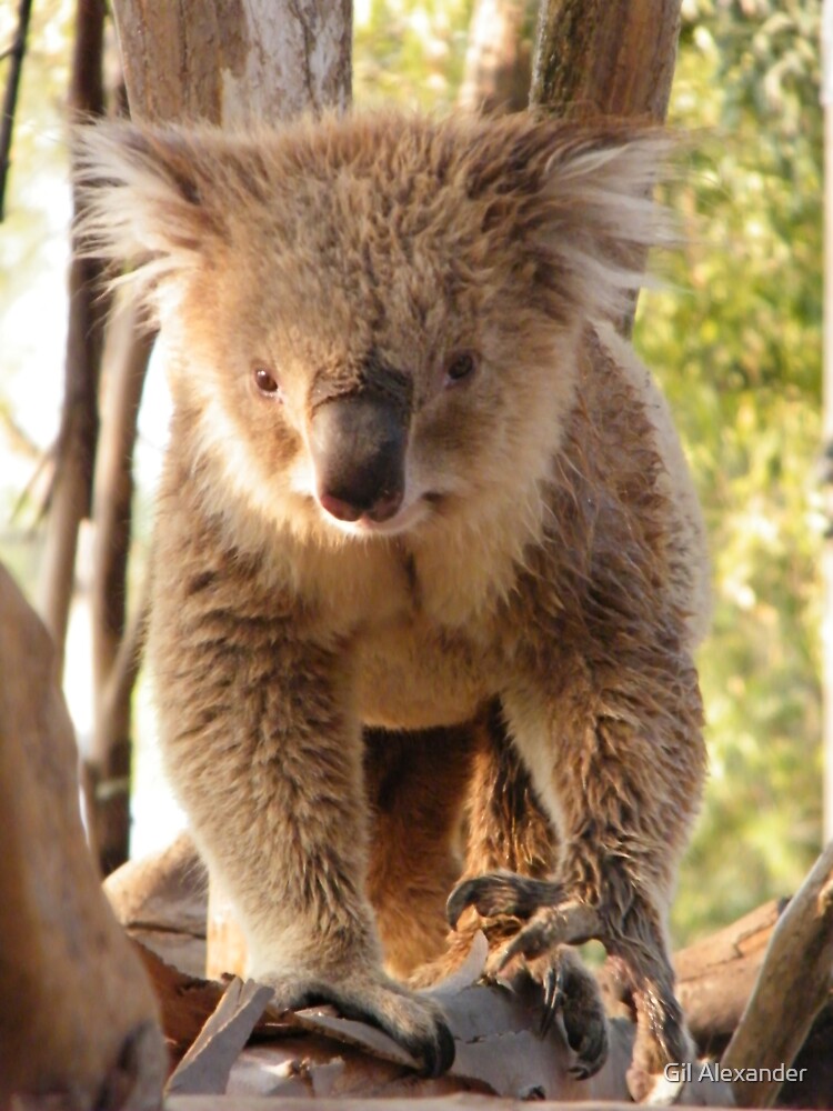 "Cuteness headed your way - A koala bear strolling on a tree branch ...