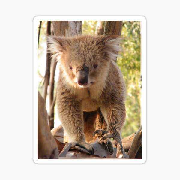 "Cuteness headed your way - A koala bear strolling on a tree branch ...