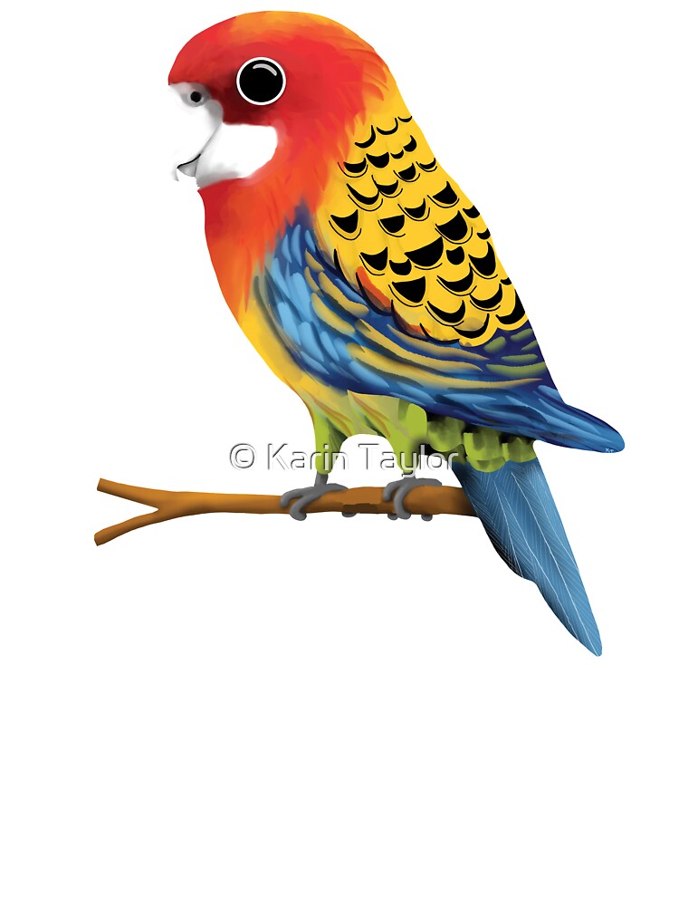 Eastern Rosella Baby