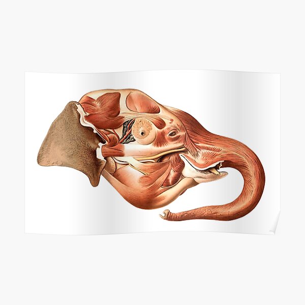 "Superficial muscles of right side of the Elephant’s head" Poster for ...